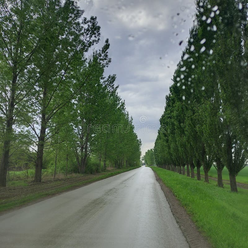 View from the Car on a Wet Road, in Cloudy Weather. There is a Row of ...