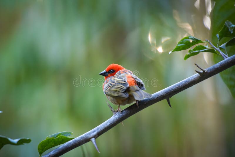 View of the Cardinal Bird in Mauritius Stock Image - Image of mauritius ...