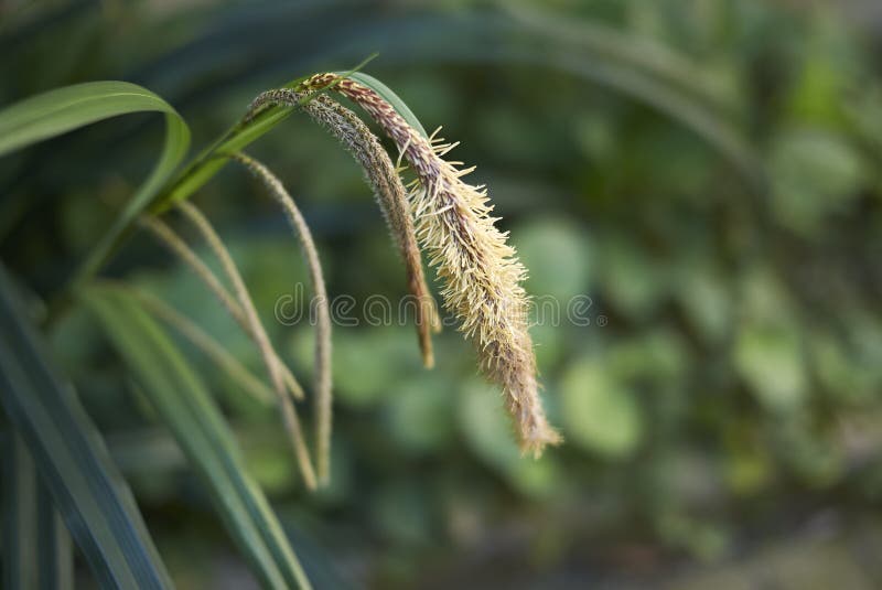 Carex Pendula Pendulous Sedge Also Known As Hanging, Drooping Stock ...