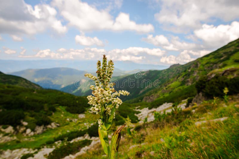 View on the Carpathian Mountains, Parang,Romania Stock Photo - Image of ...
