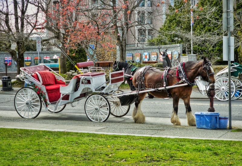View of a Carriage with a Beautiful Brown Horse in the Park Editorial ...