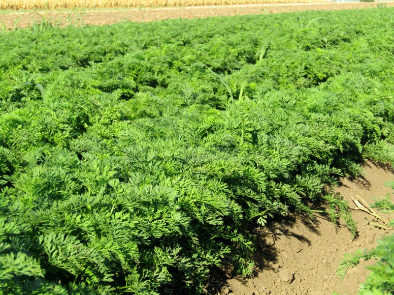 View of the carrot field stock photo. Image of carrot - 179145820