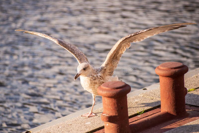 Caspian Gull stock image. Image of hamburg, flight, herring - 227569133