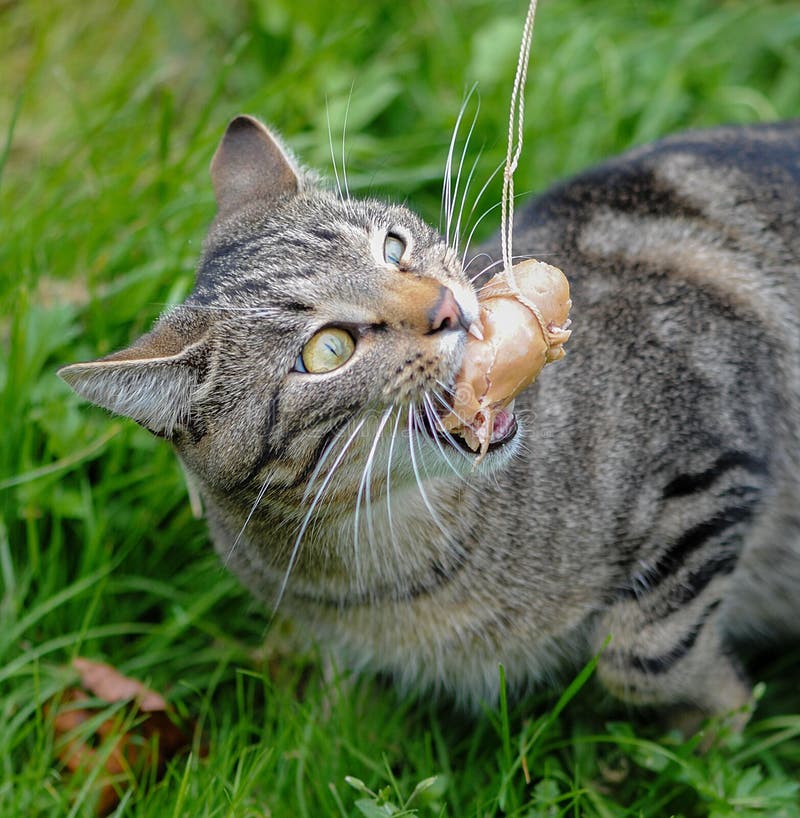 View of the Cat Eating a Sausage Tied with Rope in the Field Stock ...