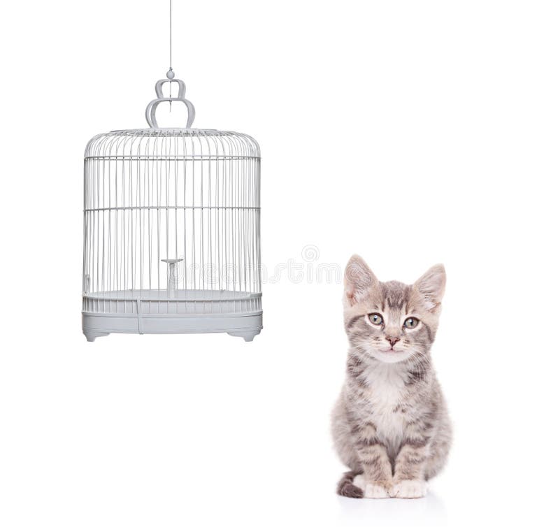 View of a Cat and an Empty Bird Cage Stock Image - Image of gray, look ...