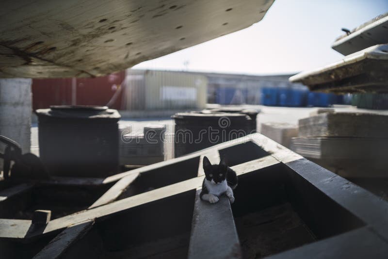 View of a Cat in a Warehouse Stock Image - Image of feline, furry ...