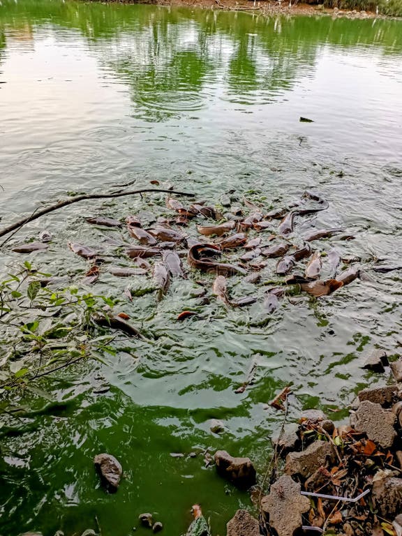 View of Catfish in the City Pond of the Cemara Asri Complex, Medan ...