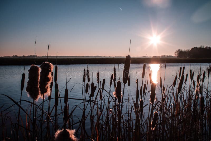 View with a Cattail in the Front Stock Photo - Image of view, organic ...