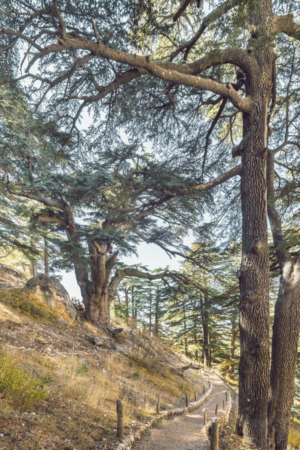 Bottom View of Cedrus Libani Trees in Cedars of God Forest, Arz ...