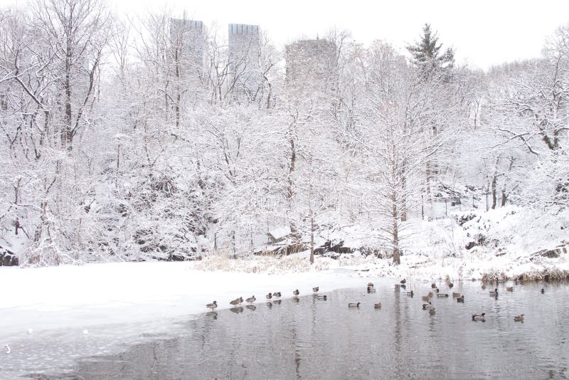 View of Central Park after a Snow Storm Editorial Photography - Image ...