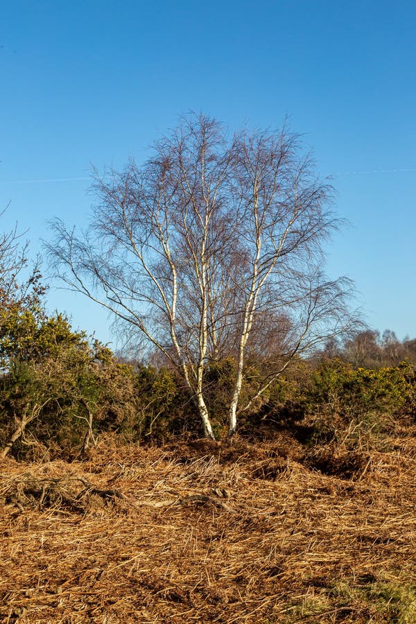 A View at Chailey Common, on a Sunny Winter`s Day Stock Photo - Image ...