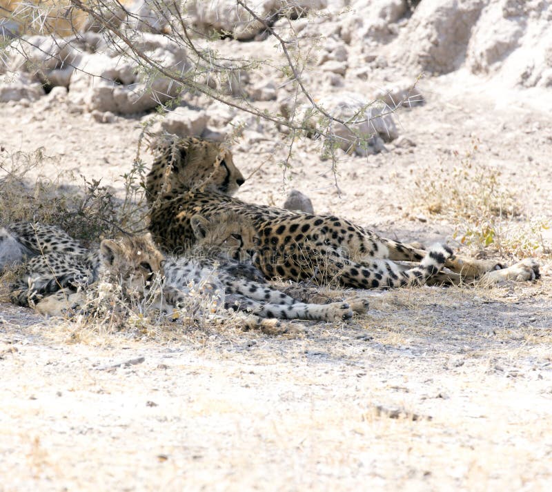 View of cheeta with cubs stock photo. Image of africa - 246918458