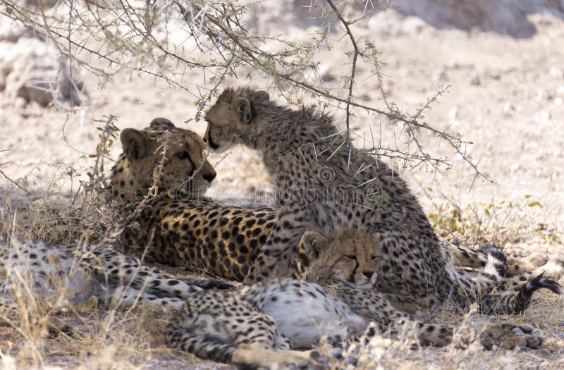 A view of cheeta with cubs stock image. Image of wildlife - 259080247