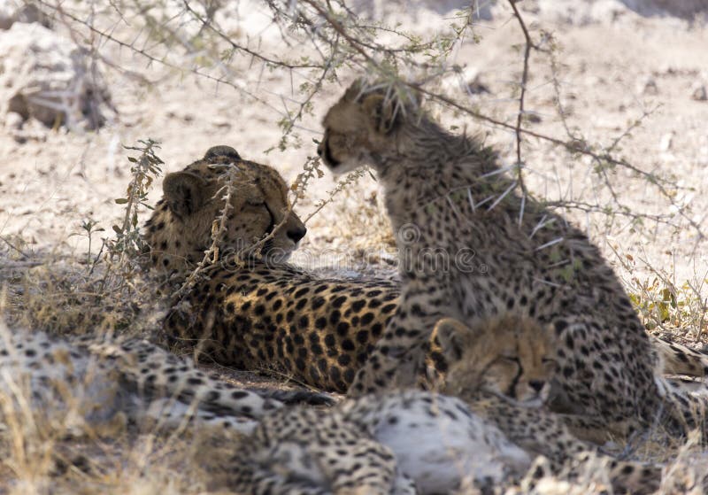 A view of cheeta with cubs stock photo. Image of kenya - 259080254