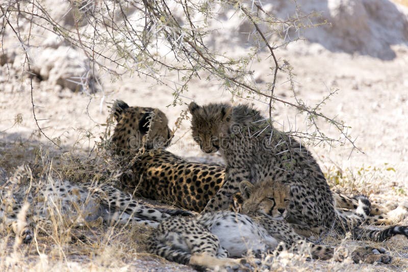 A view of cheeta with cubs stock photo. Image of cheetah - 259080262
