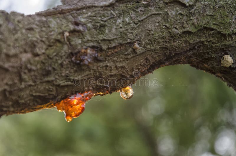 Vegetable Rosin of a Tree Branch Stock Photo - Image of drop, blob ...