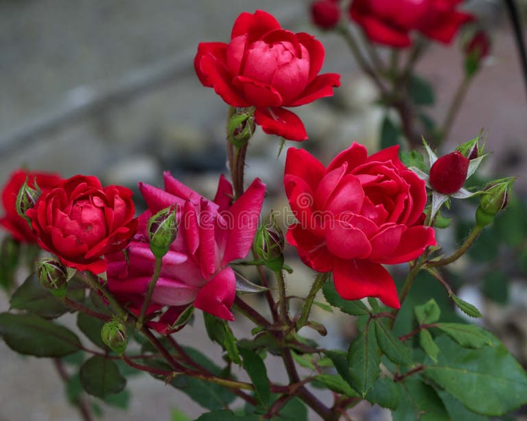 A View of a Cherry Red Rose Blooms Recently Opened in the Front Rose ...