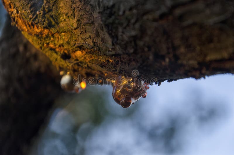 Cherry tree full of rosin stock photo. Image of rosin - 107392260