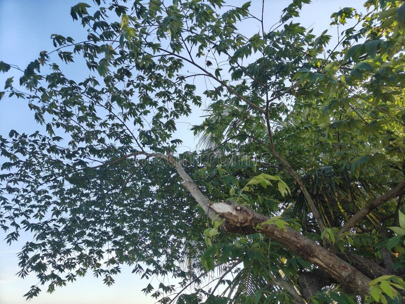 Photo of a Healthy and Well-maintained Cherry Tree Stock Image - Image ...