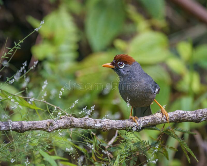 Chestnut-capped Laughingthrush Perching Eye Level on Tree Branch Stock ...
