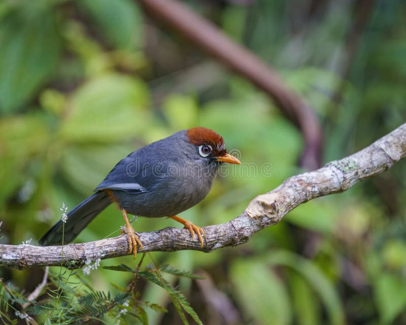 Chestnut-capped Laughingthrush Perching Eye Level on Tree Branch Stock ...