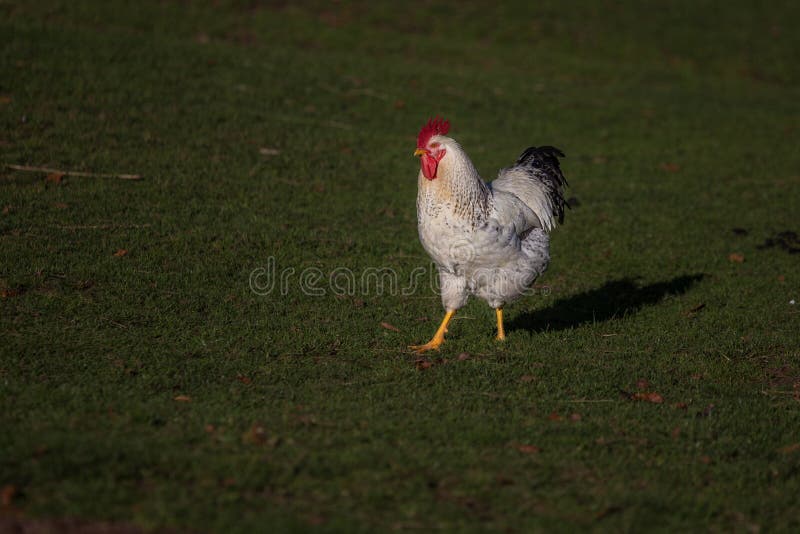 View of the Chicken in the Field Stock Photo - Image of poultry ...