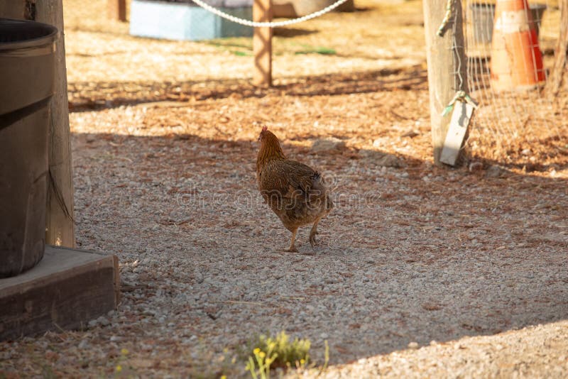 Chicken Walking Around Farm Stock Photo - Image of farm, animals: 254815800