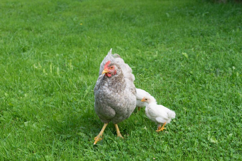 View of Chickens and Hens Running Around on the Green Grass Stock Image ...