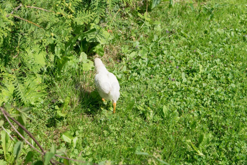 View of Chickens and Hens Running Around on the Green Grass Stock Image ...