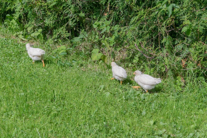 View of Chickens and Hens Running Around on the Green Grass Stock Image ...
