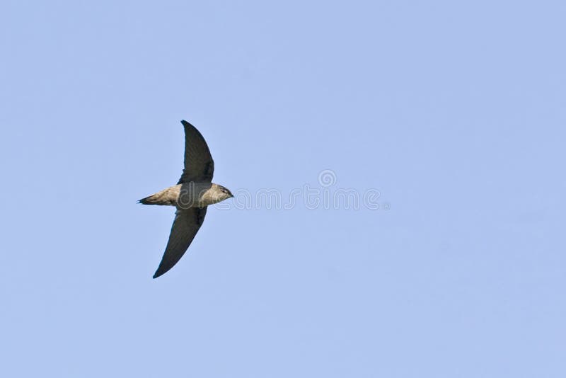 View of an Chimney Swift, Chaetura Pelagica, in Flight Stock Photo ...