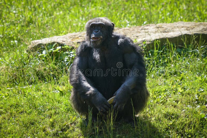 View on a Chimpanzee on the Nature Stock Image - Image of summer ...