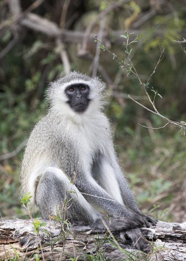 A View of Chlorocebus Monkey Stock Image - Image of africa, mammal ...
