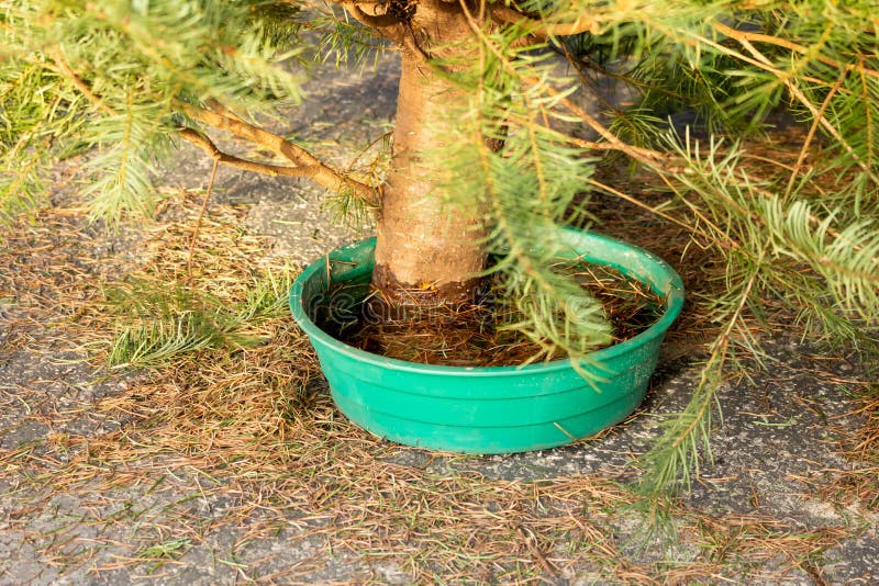 Christmas tree lot stock photo. Image of farm, arrangement - 165610524