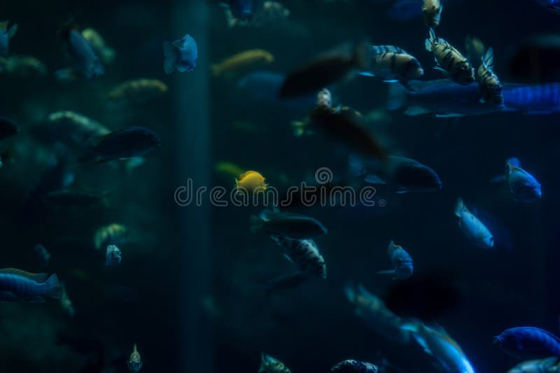 View of Cichlids Fish in the Aquarium at the Toronto Zoo Stock Photo ...