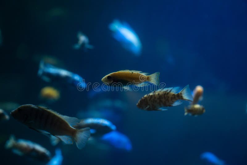 View of Cichlids Fish in the Aquarium at the Toronto Zoo Stock Photo ...