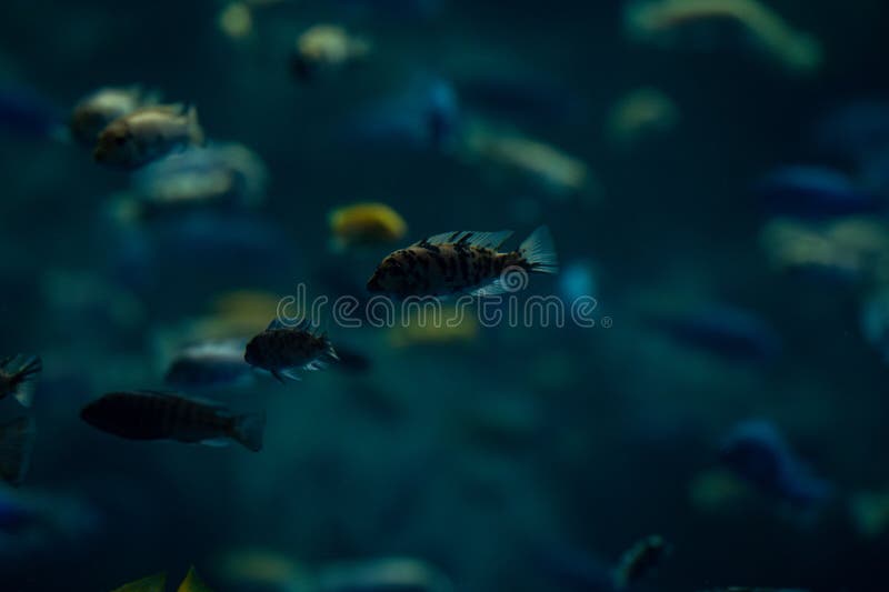 View of Cichlids Fish in the Aquarium at the Toronto Zoo Stock Image ...