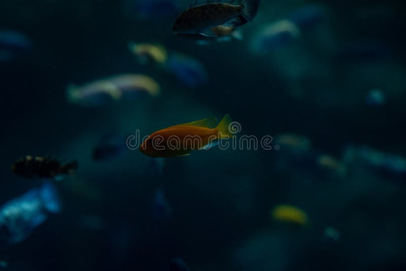 View of Cichlids Fish in the Aquarium at the Toronto Zoo Stock Image ...