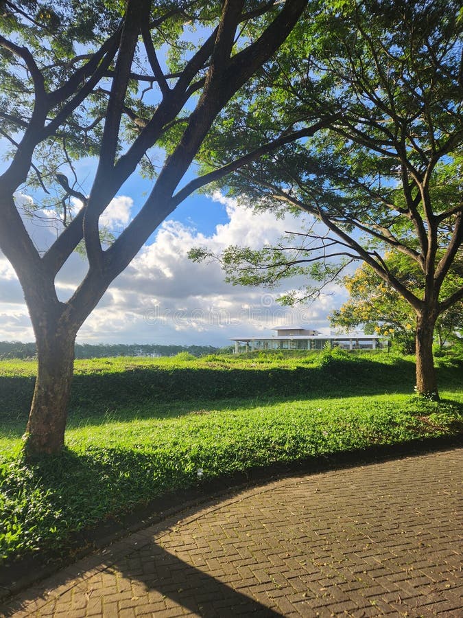 A View of a Clear Cloudless Sky Surrounded by Green Plants and Trees ...