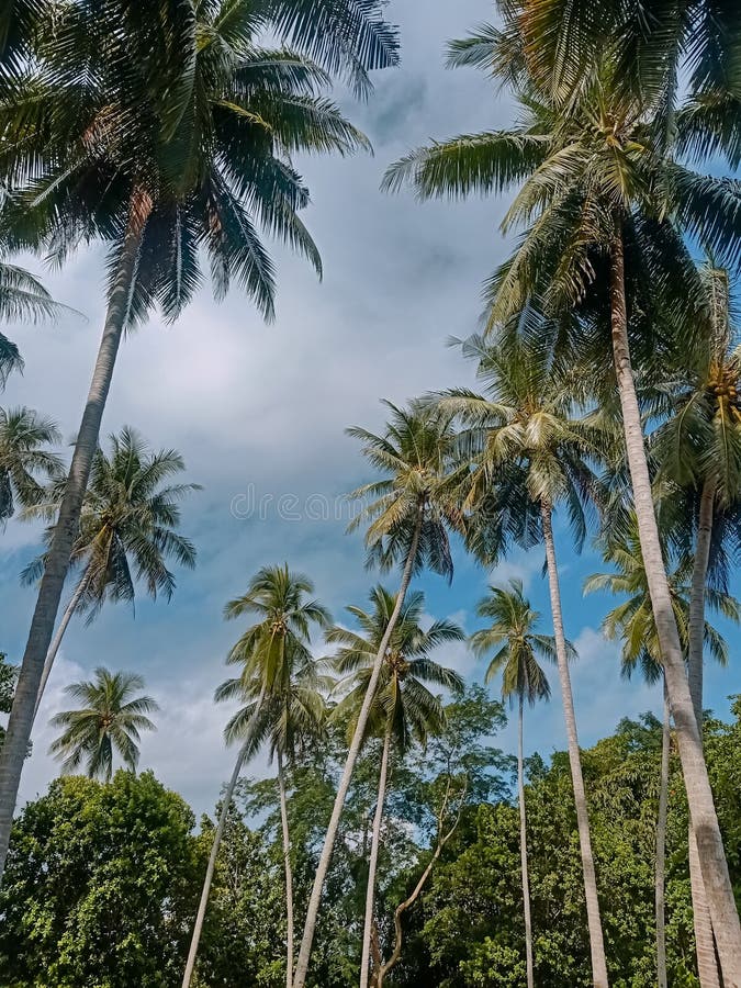 The View of the Clear Sky between the Towering Coconut Trees Stock ...