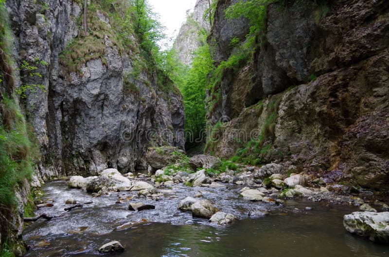 River Clearing stock photo. Image of metal, garden, duck - 125502160
