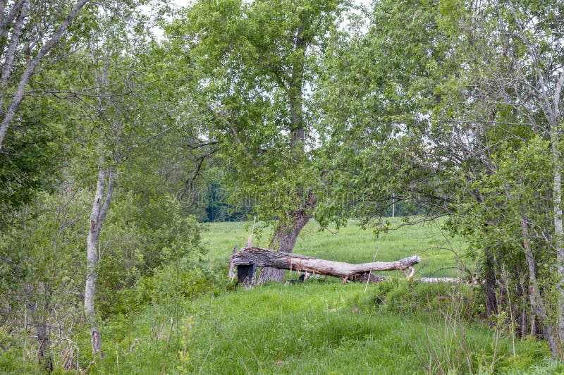 A View of a Clearing Overgrown with Shrubs, with a Broken Tree, Stock ...