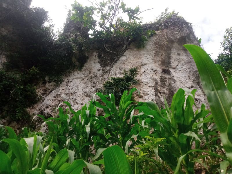 The View of the Cliff when Viewed from Below Stock Image - Image of ...