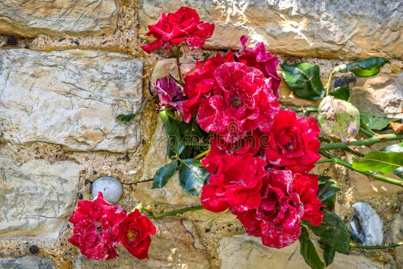 Climbing Red Roses on Stone Wall Stock Photo - Image of climber ...