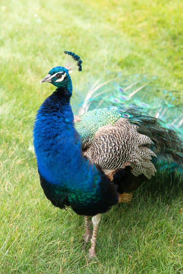 Close Up of Blue Peacock Outside Stock Photo - Image of beak ...