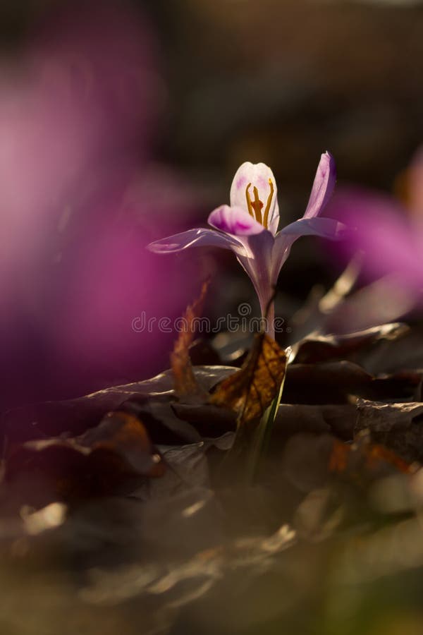 View of Close-up Magic Blooming Spring Flowers Crocus in Amazing ...