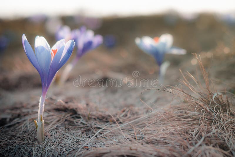 Magic spring forest stock photo. Image of misty, fairytale - 52617930
