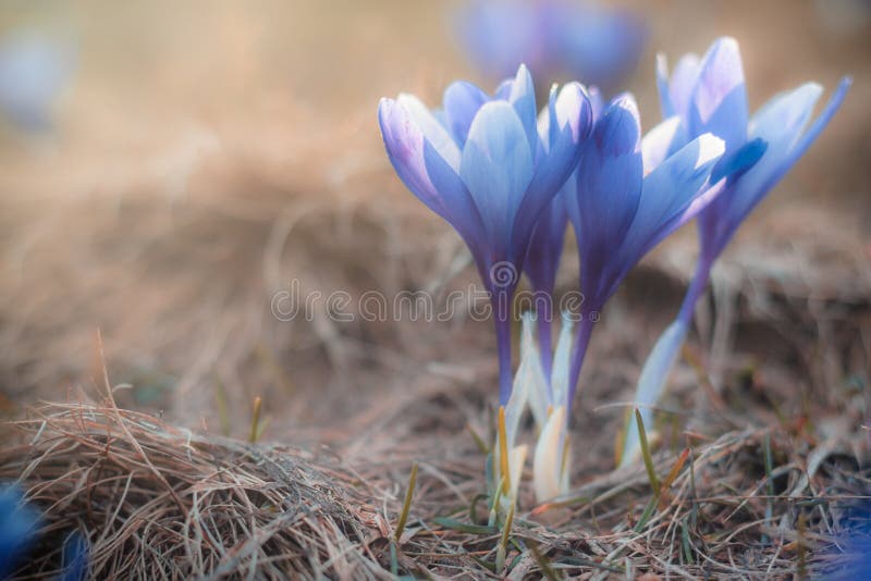 Magic spring forest stock photo. Image of misty, fairytale - 52617930