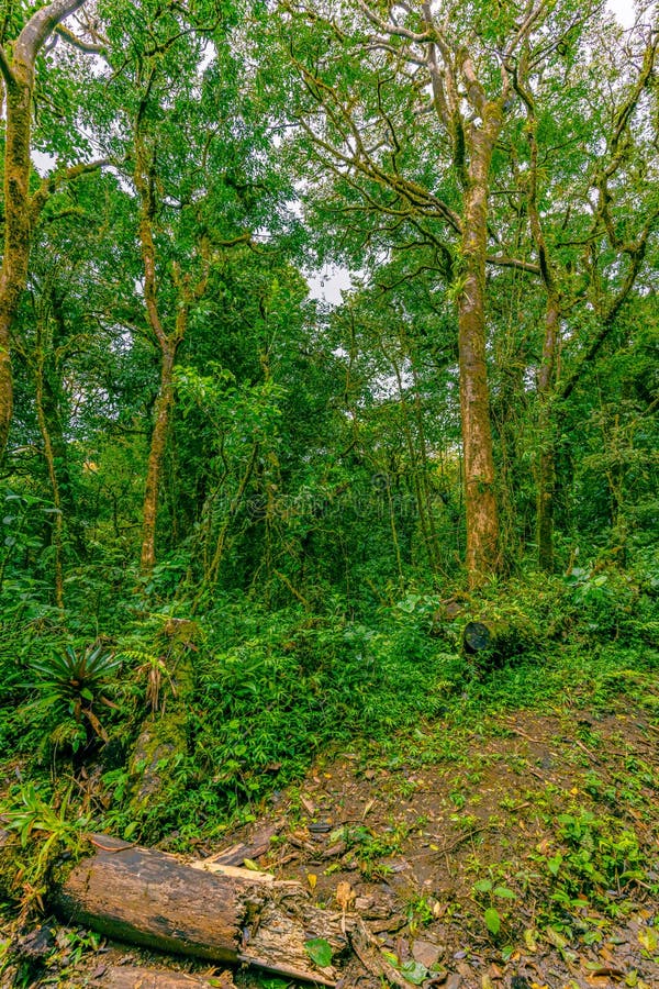 View of Cloud Forest, Sky Adventures Monteverde Park, Monteverde, Costa ...