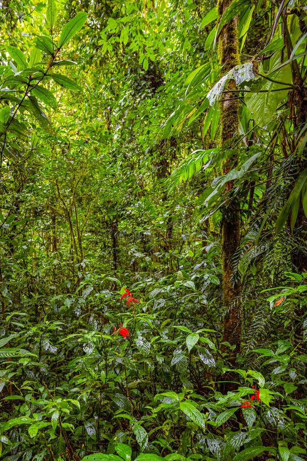 View of Cloud Forest, Sky Adventures Monteverde Park, Monteverde, Costa ...